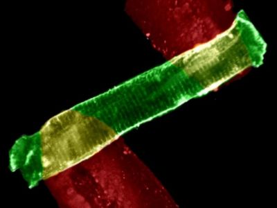 Components - IonOptix